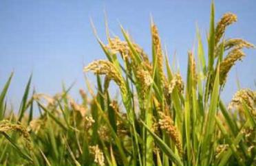 Welcome to Myanmar Rice Federation | Myanmar Rice Federation